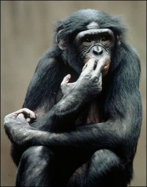 Homme ou bonobo? (1) - Science et Foi